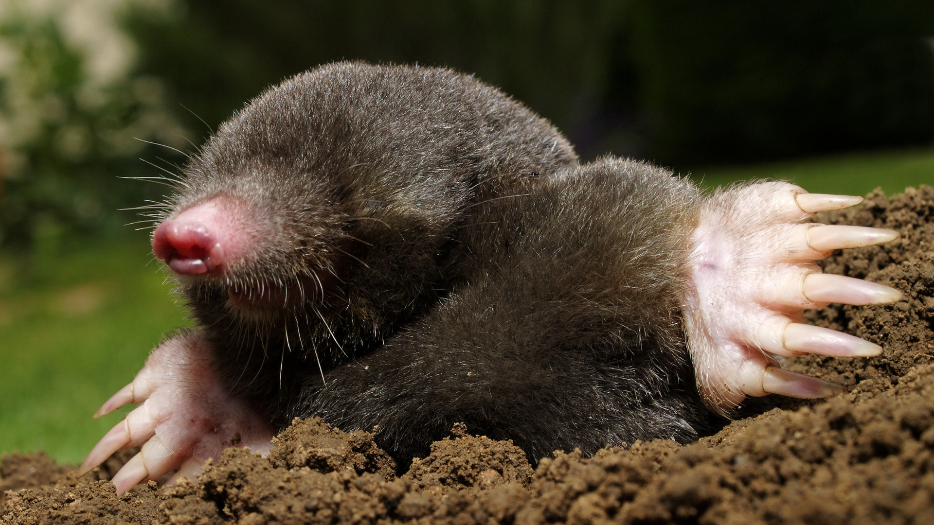 Mole Traps – PEST INTERCEPTORS
