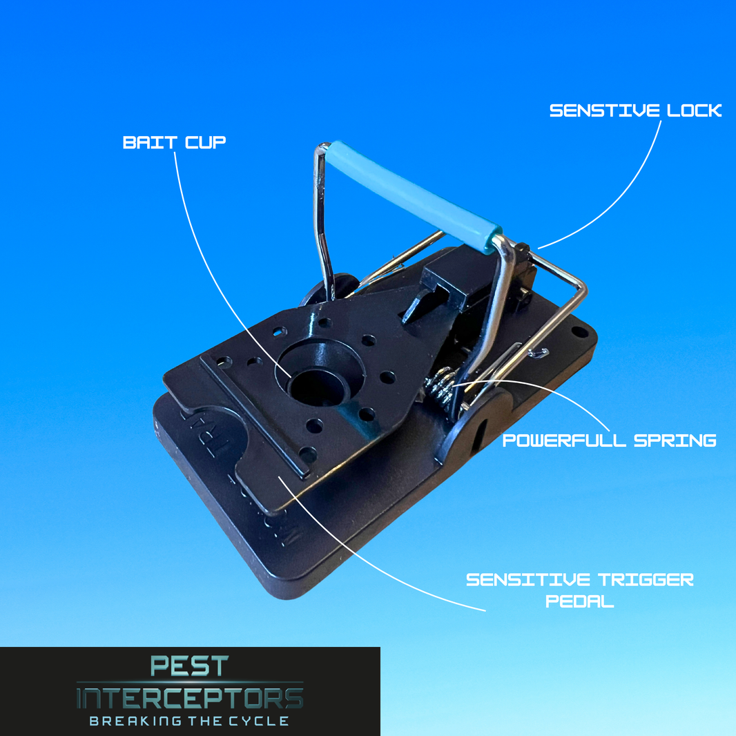 Mice Pest Control – PEST INTERCEPTORS