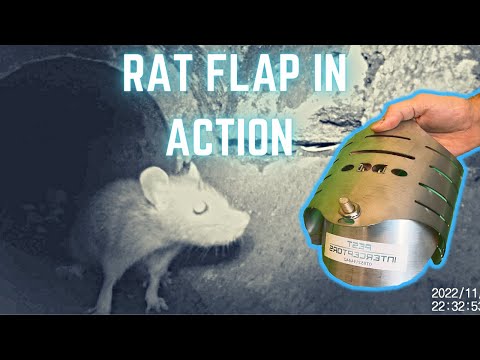 1 X 6 Inch flap - 1 X 4 Inch flap bundle – PEST INTERCEPTORS